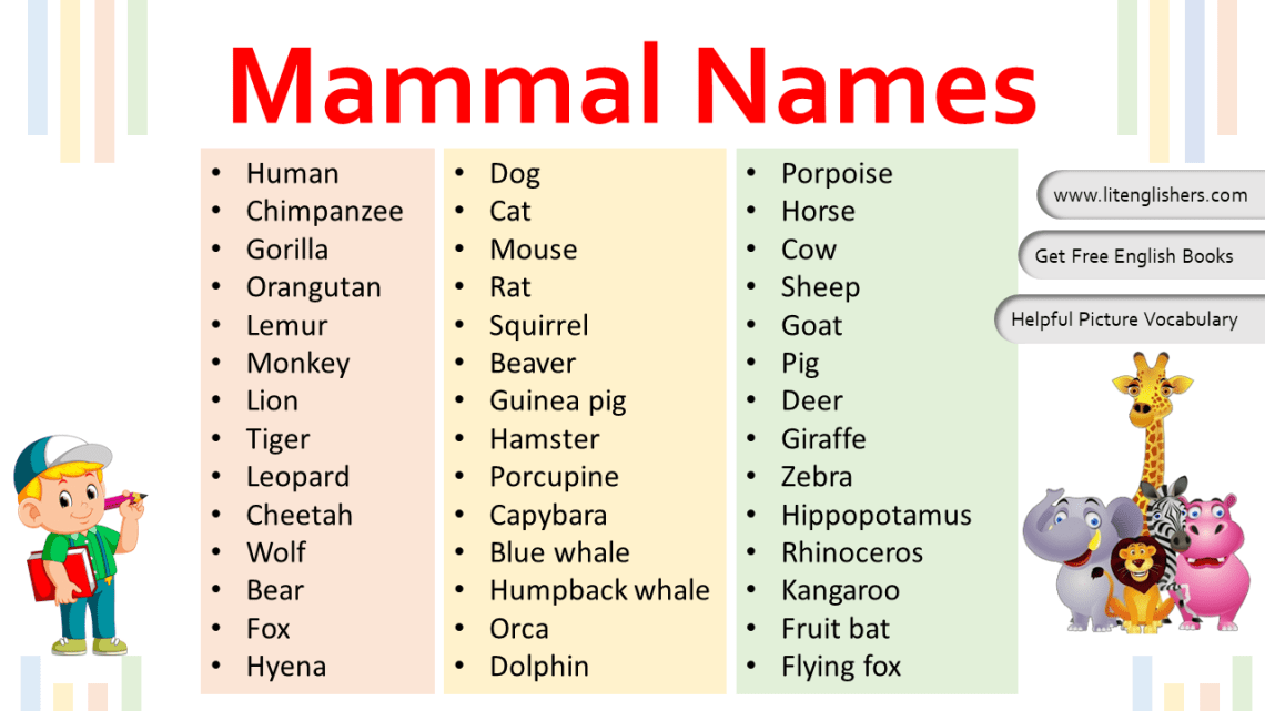 Mammal Names in English | 50 Mammals Animal