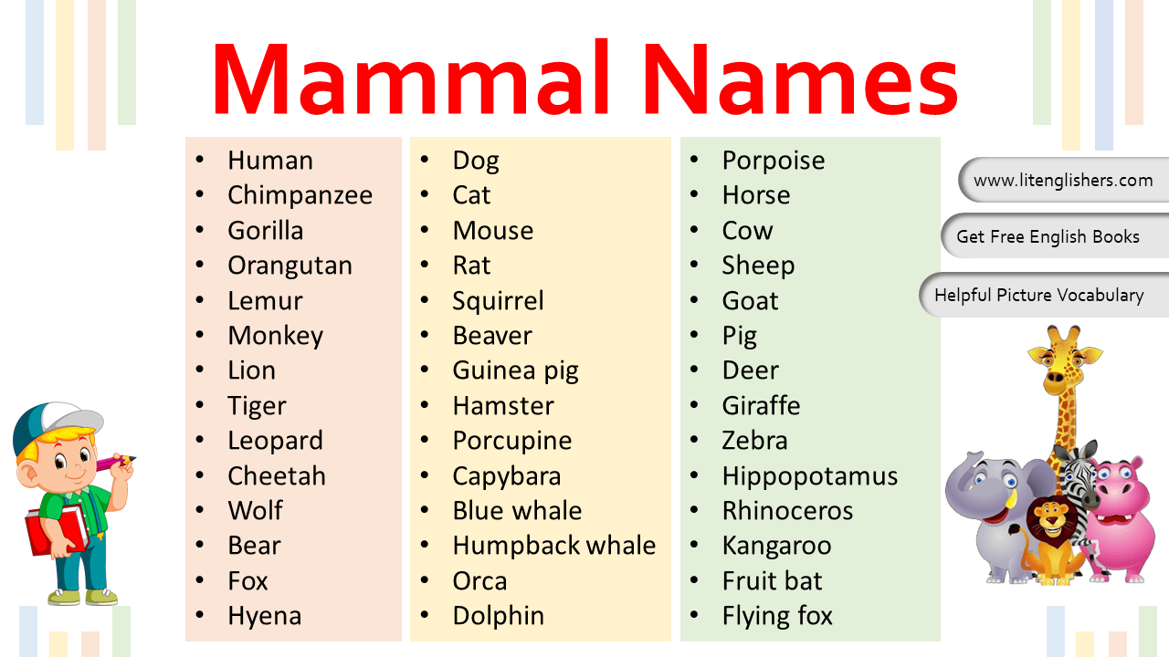 Mammal Names in English | 50 Mammals Animal