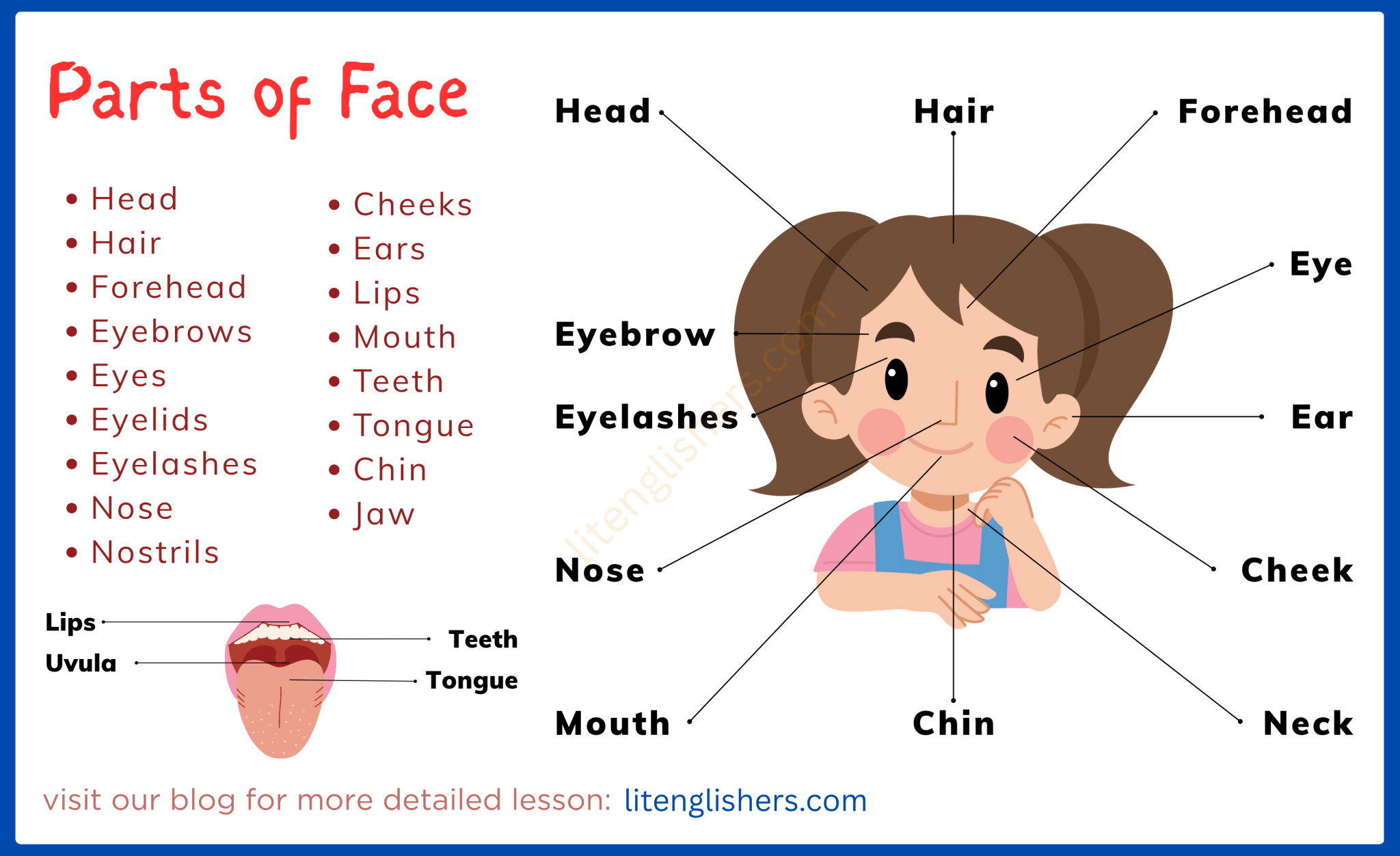 Parts of Face Names in English with Their Pictures