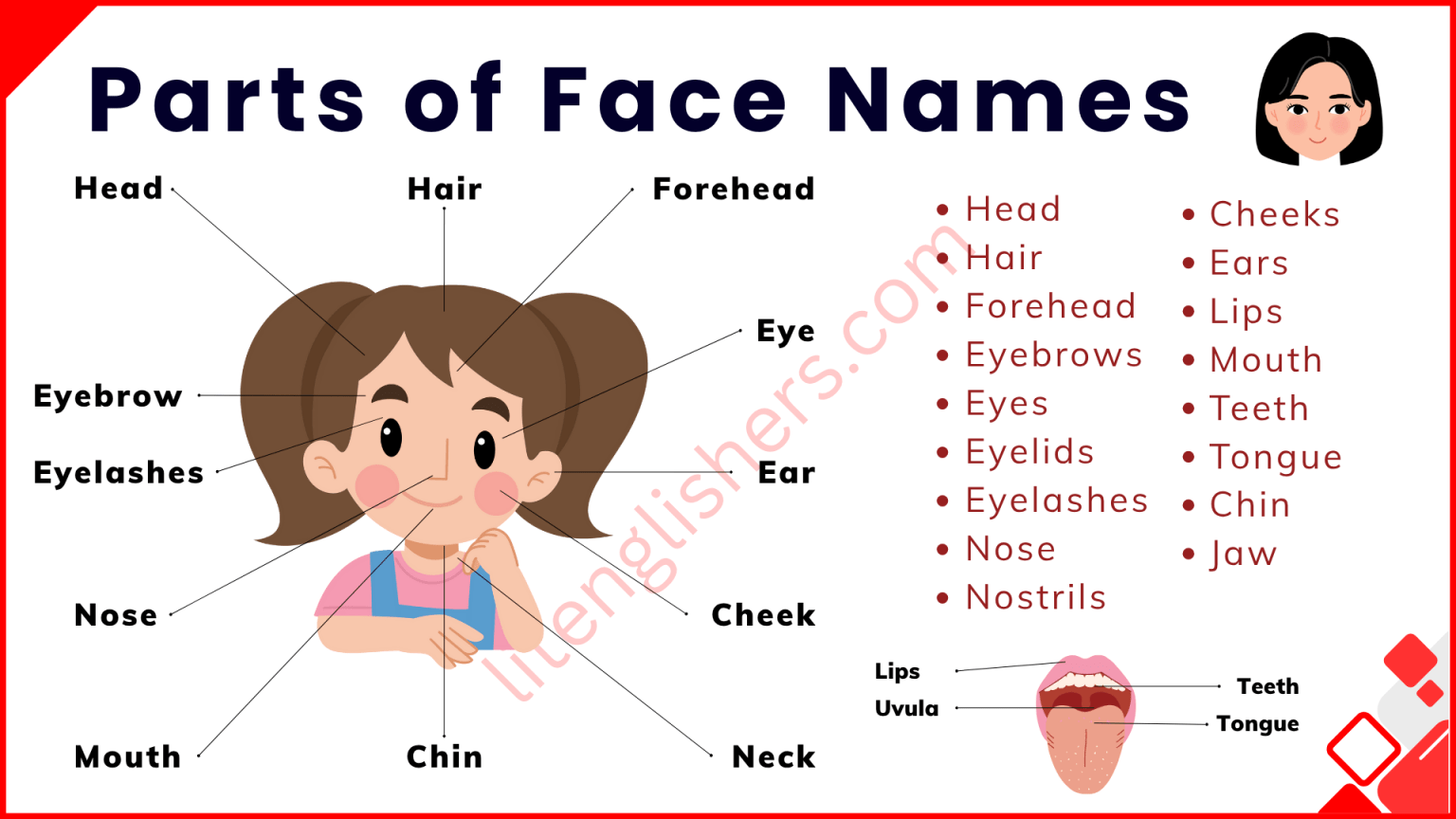 Parts of Face Names in English with Their Pictures